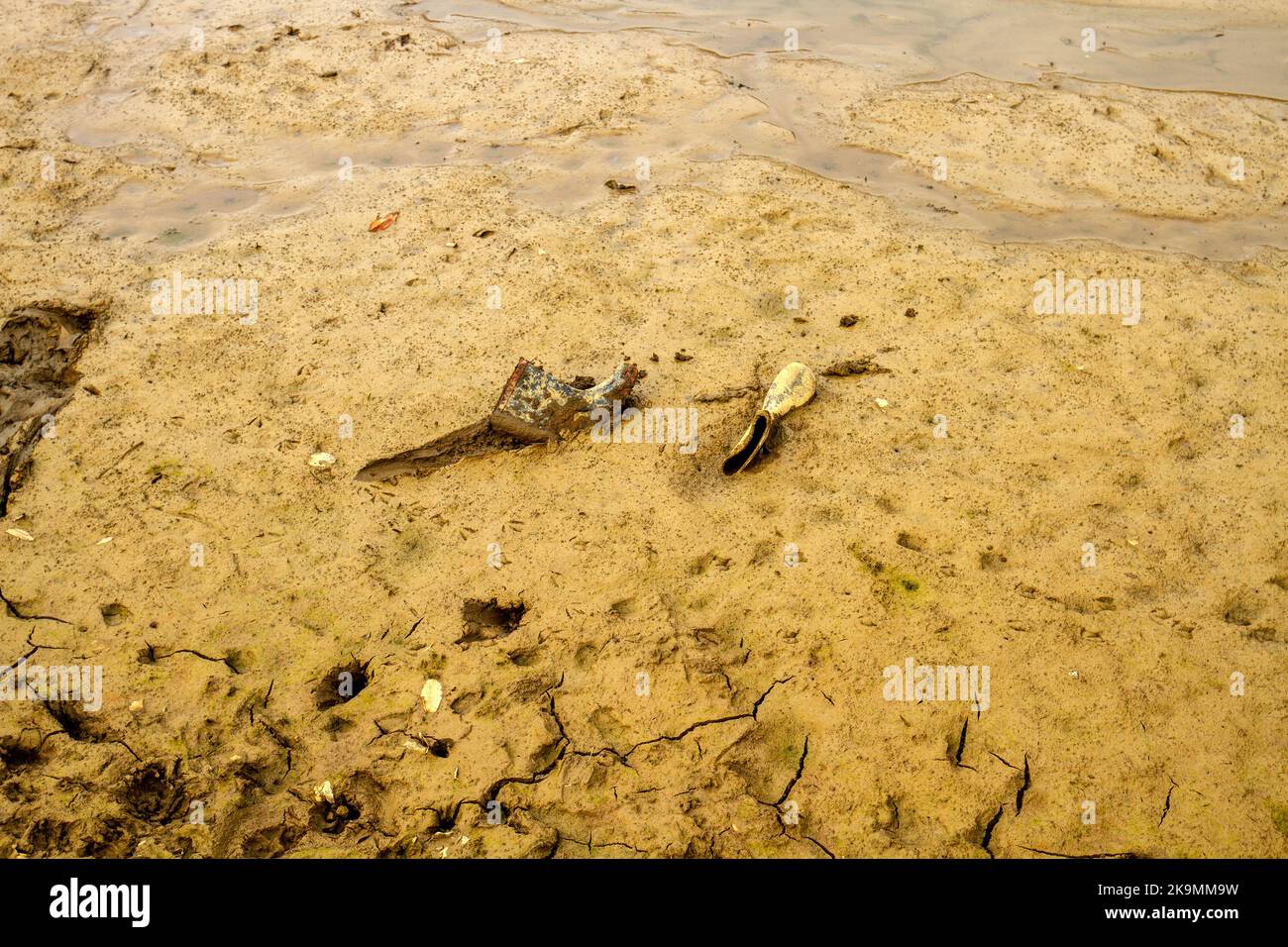 Water rail in the mud hi-res stock photography and images - Alamy