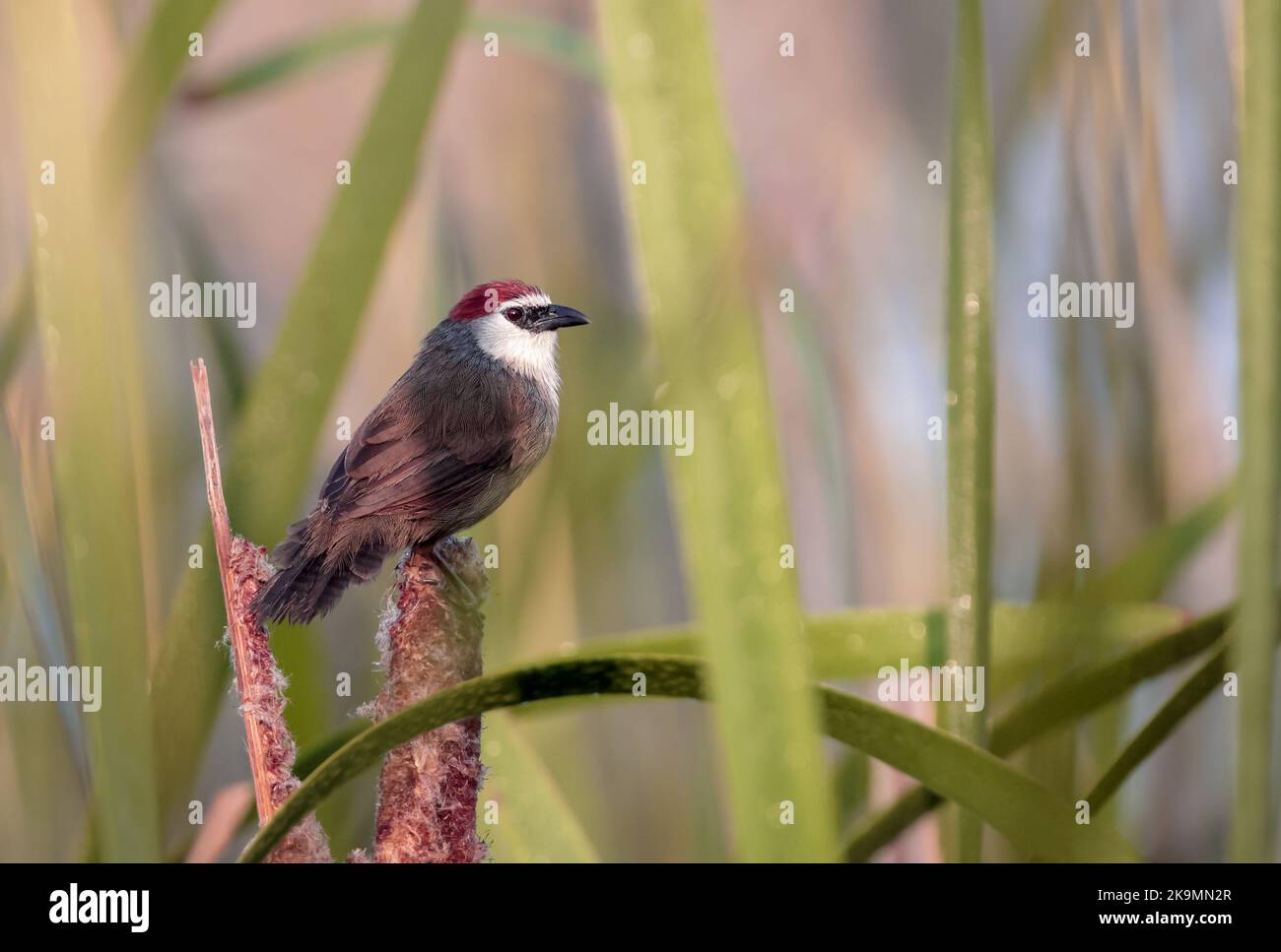 chestnut-capped babbler is a passerine bird of the family Timaliidae ...