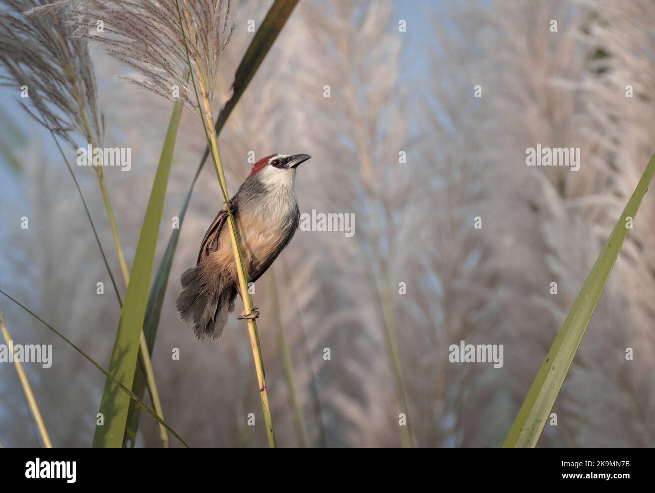 chestnut-capped babbler is a passerine bird of the family Timaliidae ...
