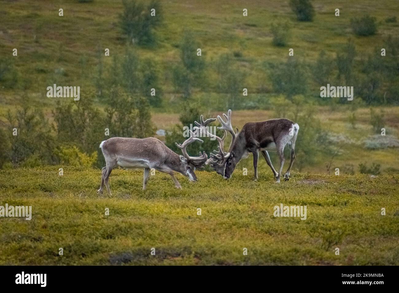 Fighting between two wild reindeer in Norway tundra Stock Photo - Alamy
