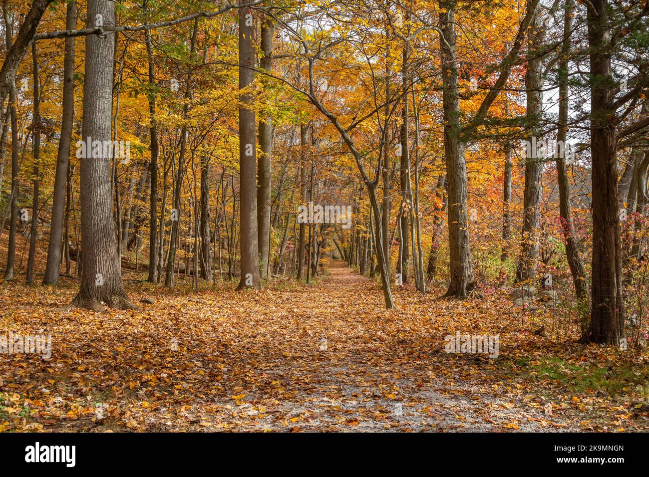 A walking trail covered in autumn leaves at Teatown Lake Reservation in ...