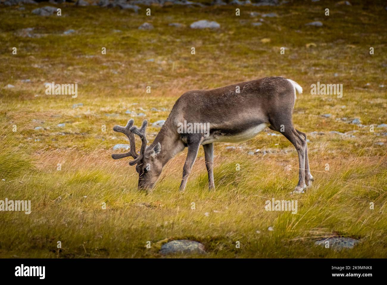 Wild reindeer in the tundra of Knivskjellodden, Norway Stock Photo - Alamy
