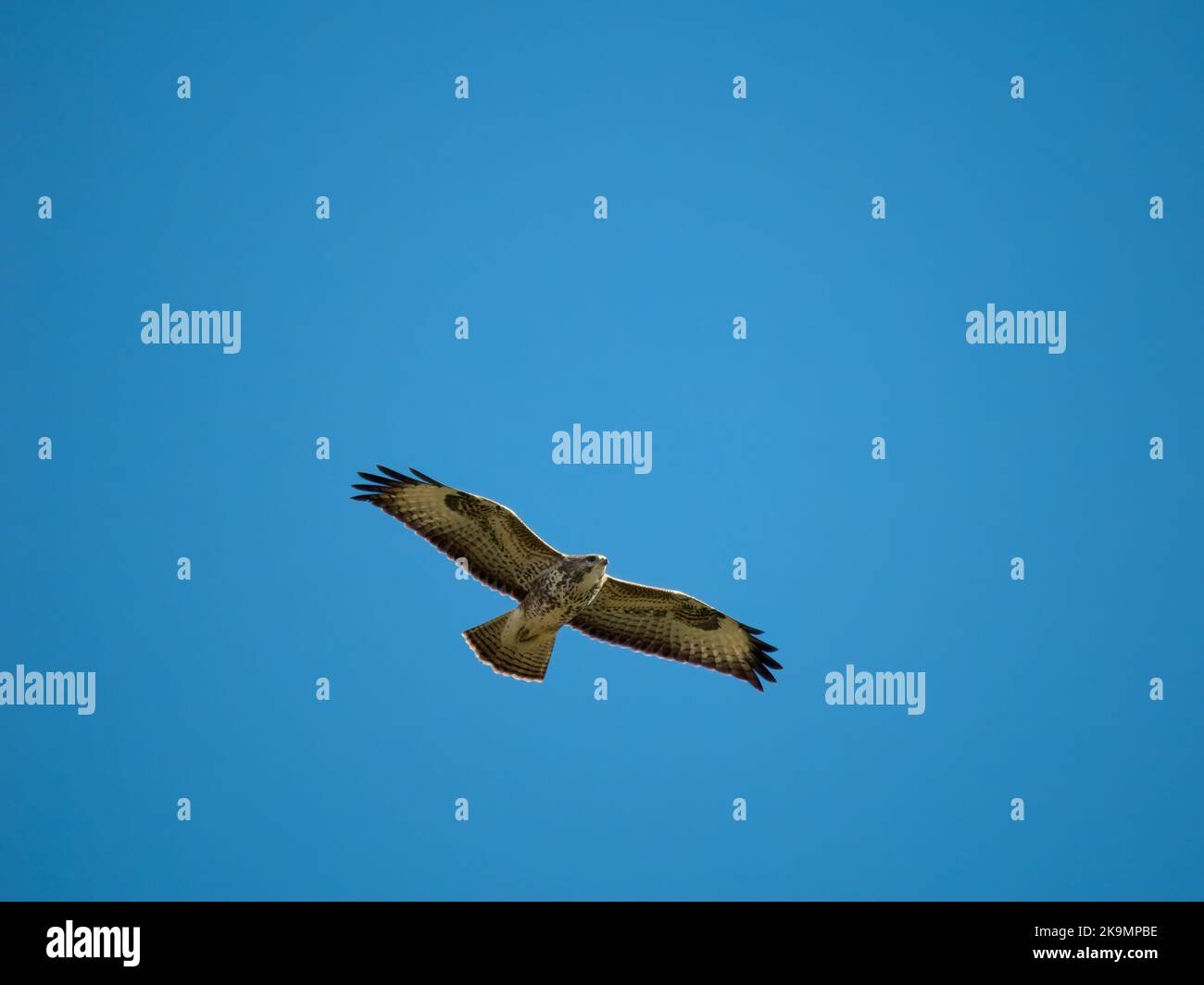 Common buzzard, Buteo buteo, single bird in flight, Warwickshire ...