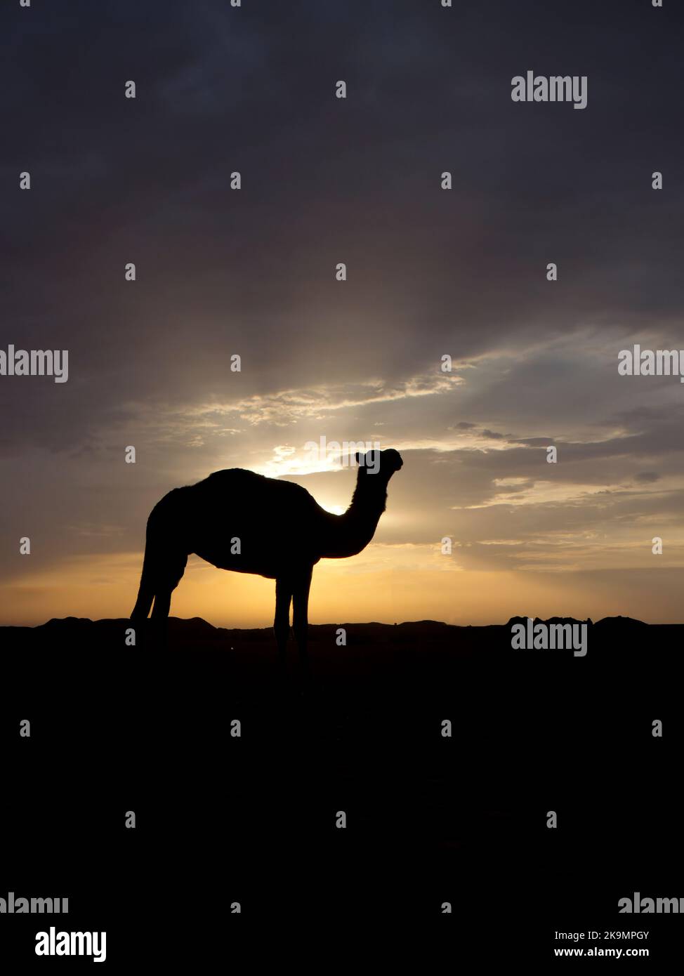 Dromedary or Arabian camel, Camelus dromedarius, single mammal backlit ...