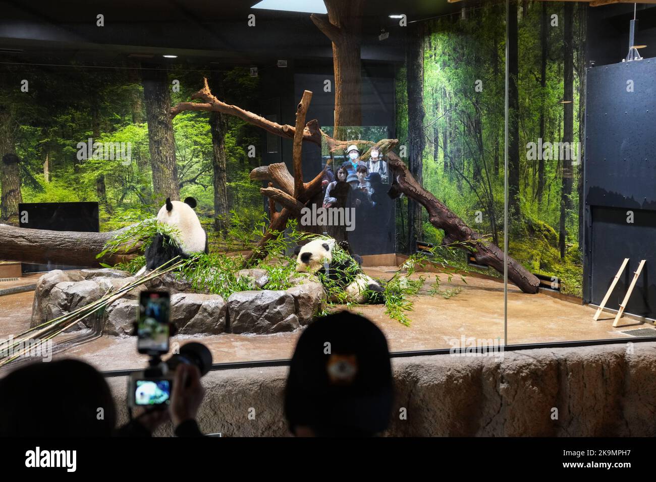 Tokyo, Japan. 28th Oct, 2022. Giant pandas eat bamboos at the Ueno Zoo ...