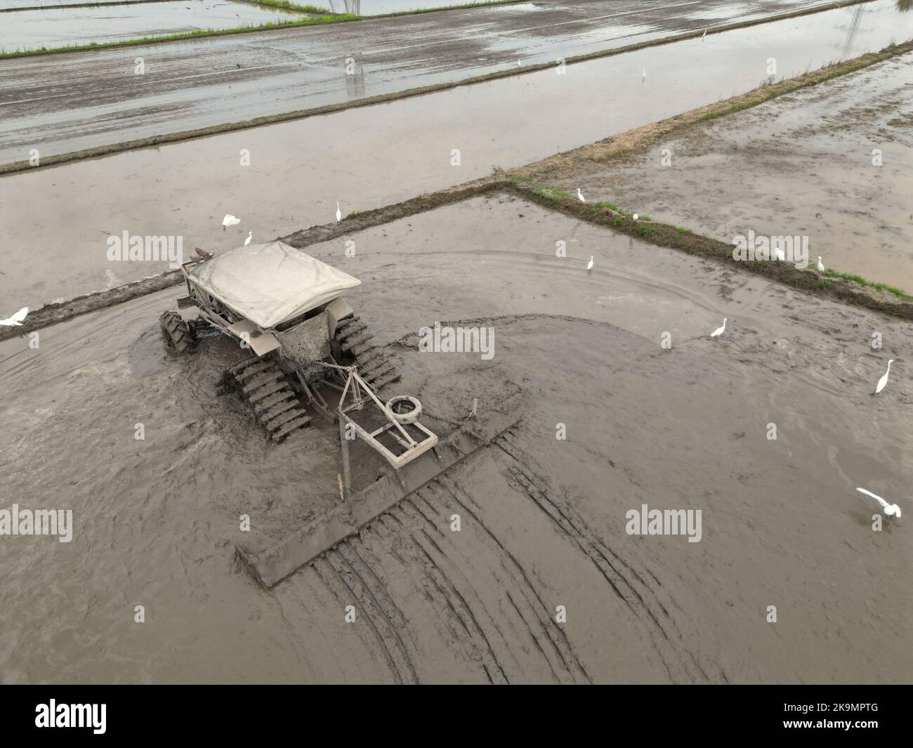 A tractor plowing through rice paddy field for cultivating rice plant ...