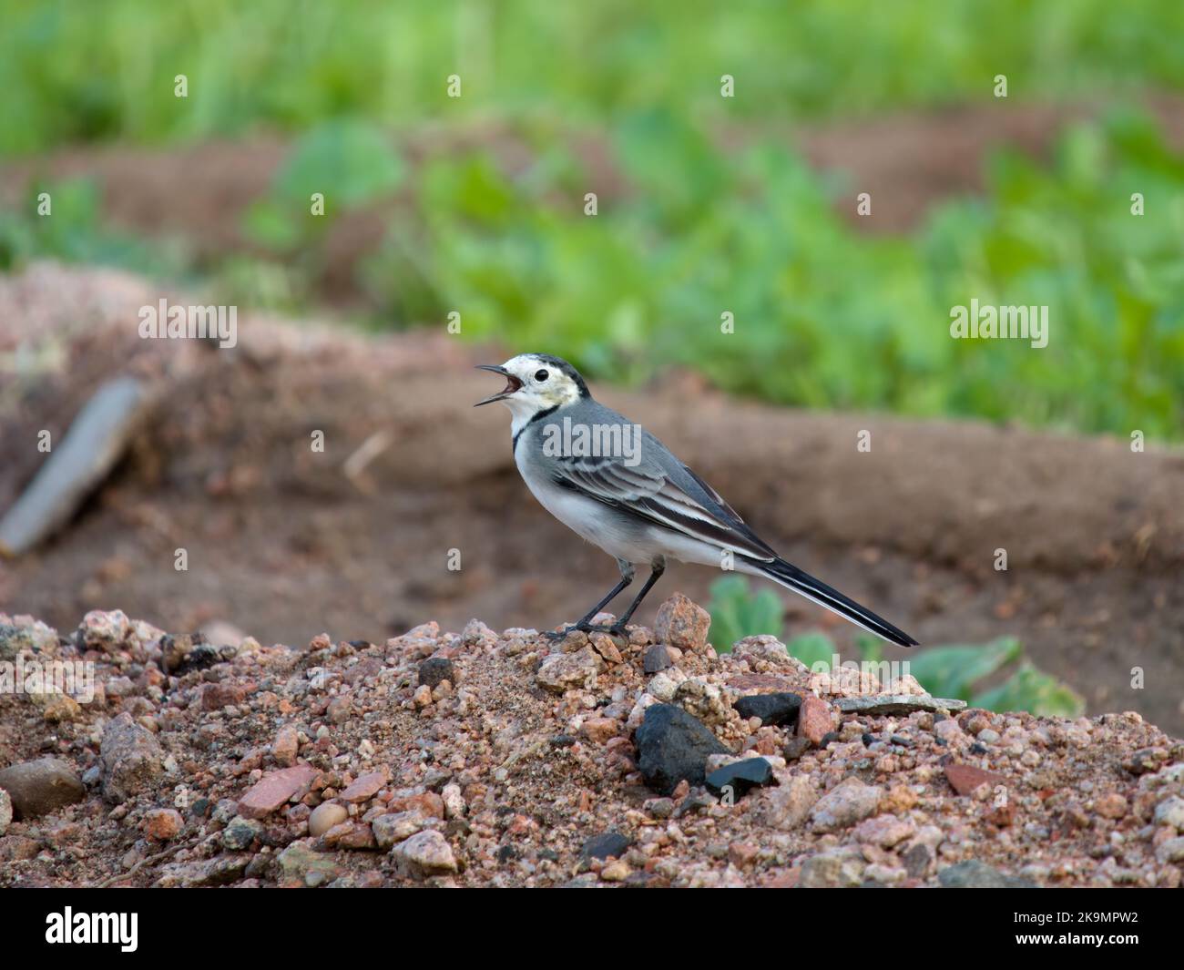 White wagtail, Motacilla alba, single bird on ground, Jordan, October ...