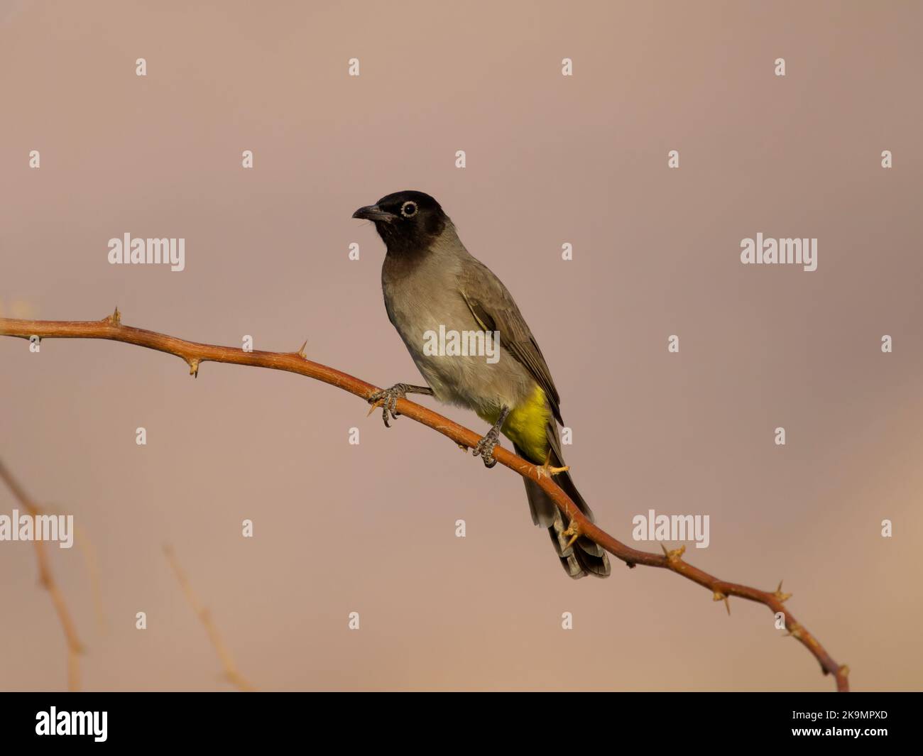 Yellow-vented bulbul, Pycnonotus goiavier, single bird on branch ...