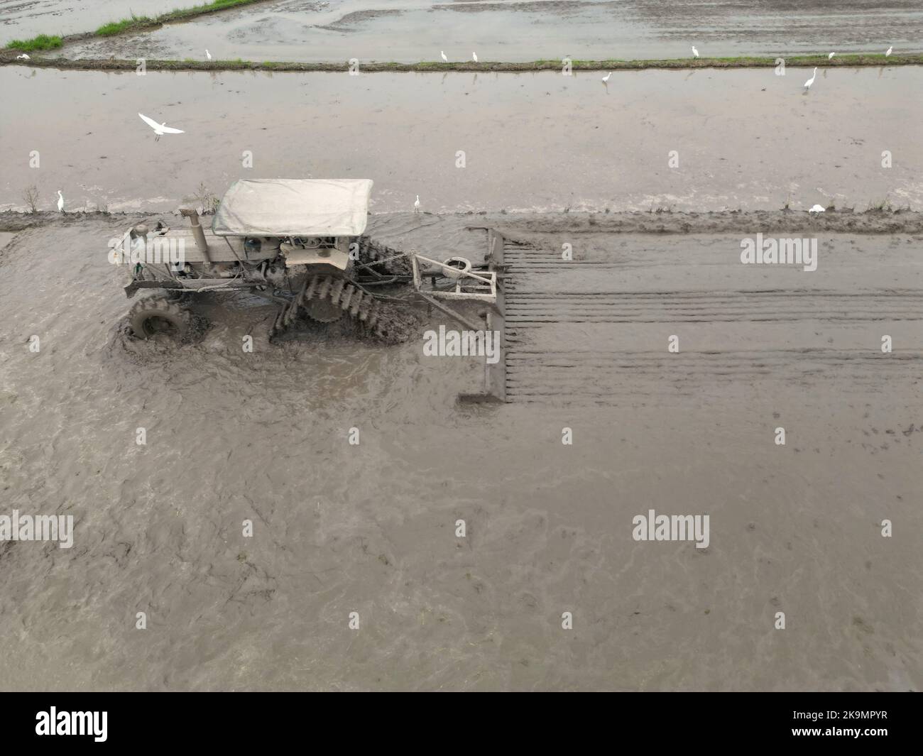 A tractor plowing through rice paddy field for cultivating rice plant ...
