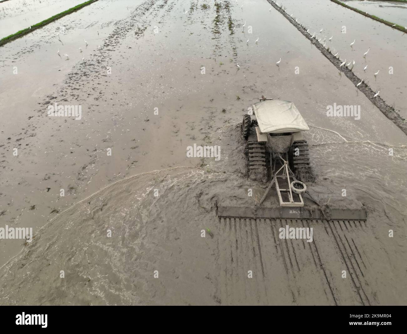 A tractor plowing through rice paddy field for cultivating rice plant ...