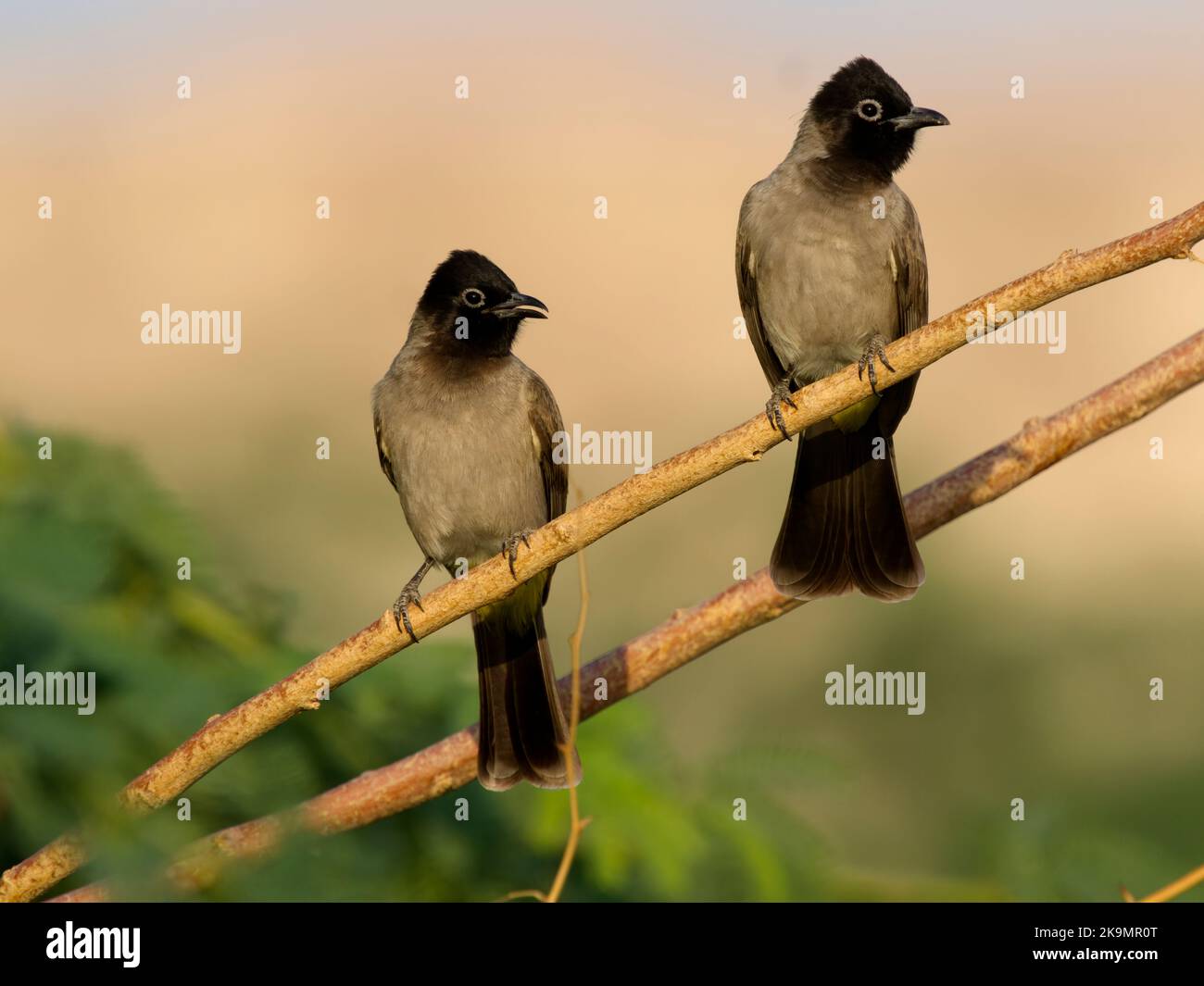 Yellow-vented bulbul, Pycnonotus goiavier, two birds on branch, Jordan ...