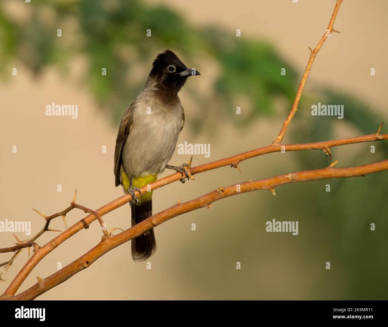 Yellow-vented bulbul, Pycnonotus goiavier, single bird on branch ...