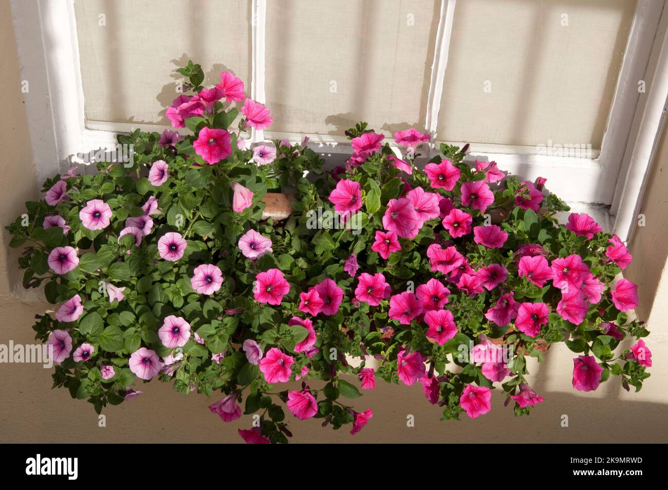 Petunias in window box, Regency House, Brunswick Place, Hove/Brighton ...