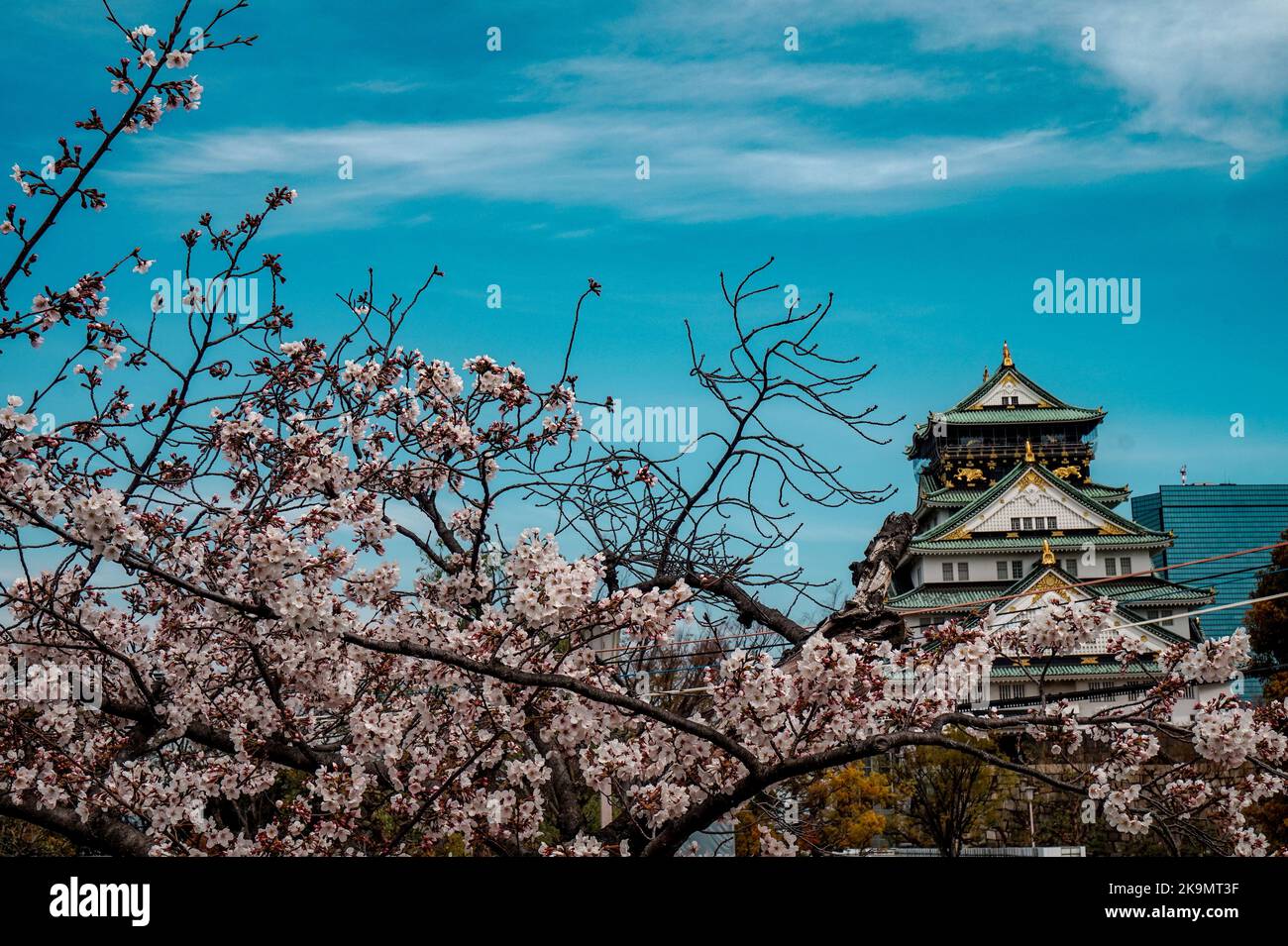 Osaka Castle taken in spring with cherry blossom. Osaka Castle taken in ...