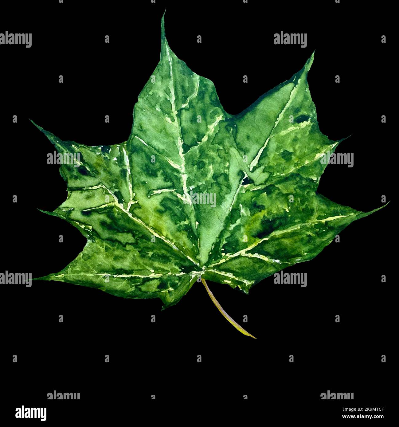 Maple leaf watercolor painting hi-res stock photography and images - Alamy