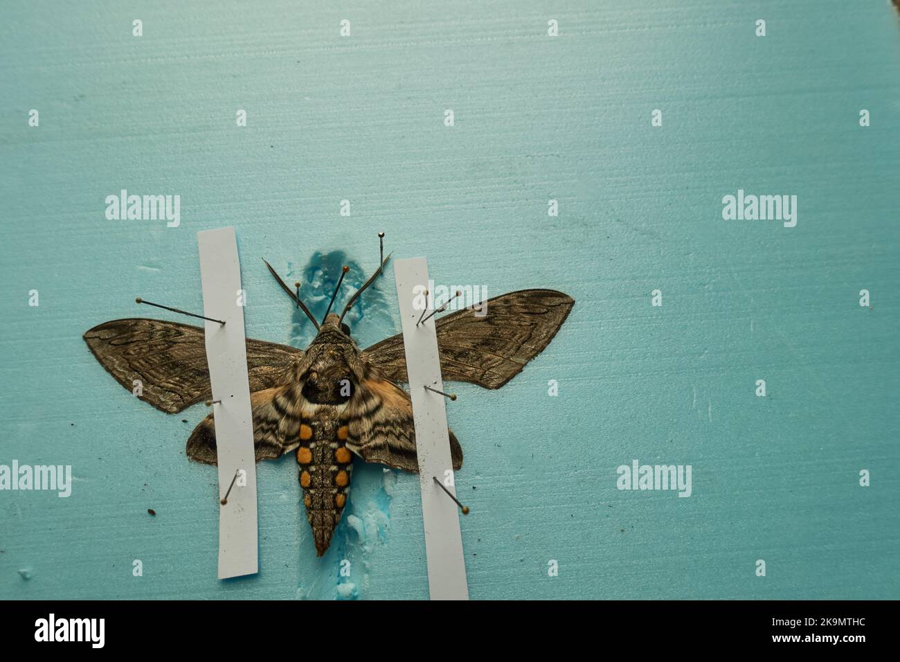 pinned tomato hornworm moth with wings spread on a foam board Stock ...