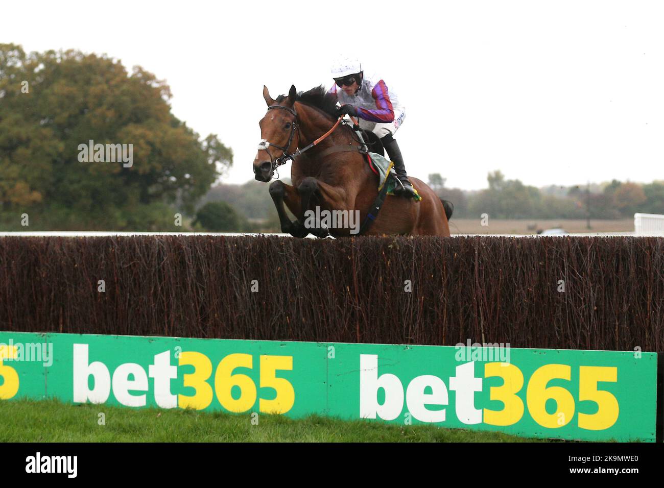 Bravemansgame horse wetherby hi-res stock photography and images - Alamy