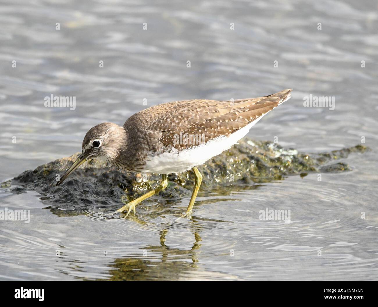 Green sandpiper, tringa ochropus Stock Photo - Alamy