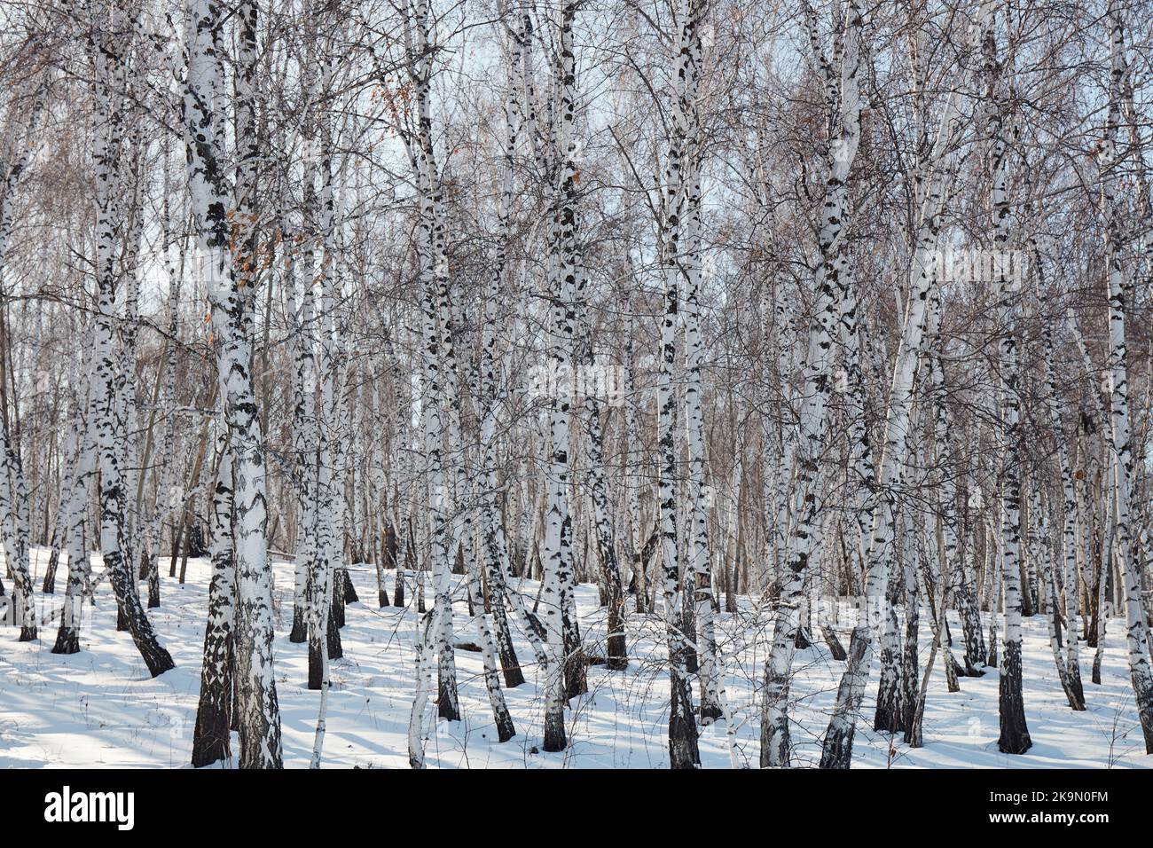 Birch forest in winter in the siberian tundra Stock Photo - Alamy