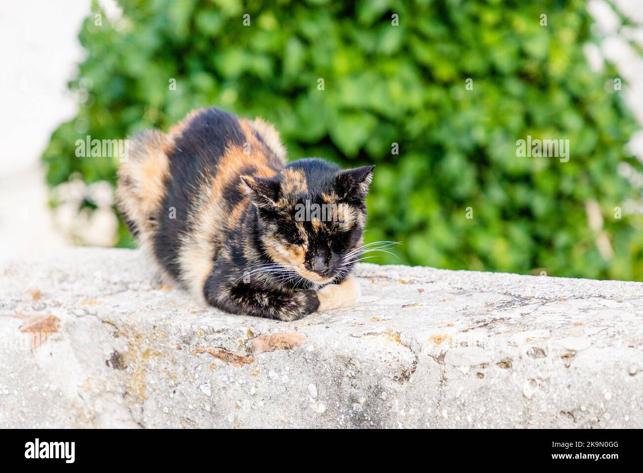 A tortoiseshell ginger-red cat is sleeping on a green background ...