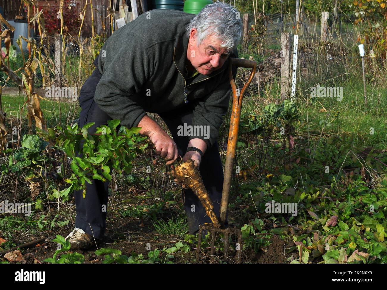 Gardener digging and pulling up parsnips. Senior man working on his ...