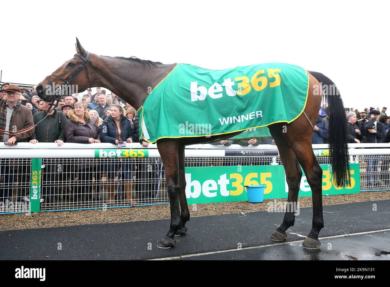 Bravemansgame horse wetherby hi-res stock photography and images - Alamy