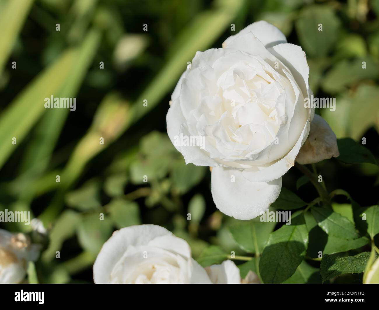 Climbing iceberg hi-res stock photography and images - Alamy