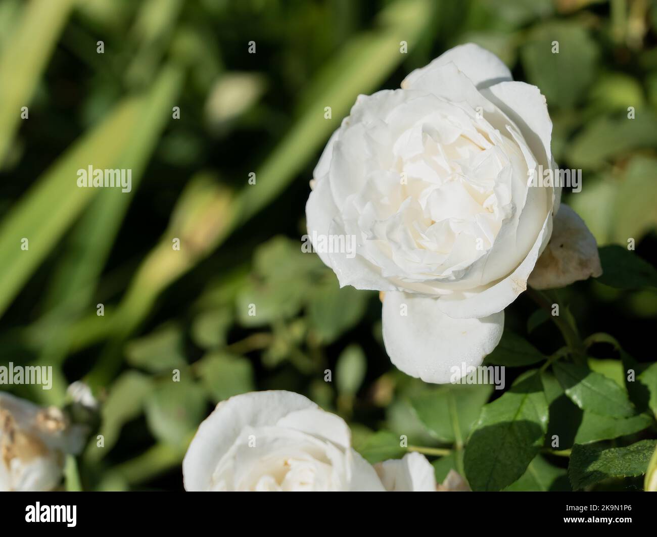 Climbing iceberg hi-res stock photography and images - Alamy