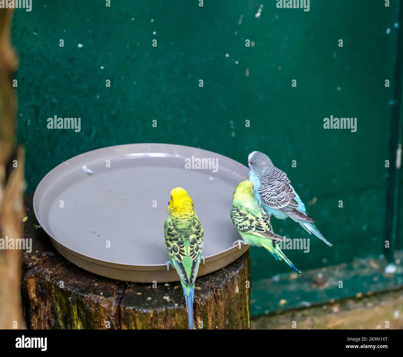 close-up of colourful blue budgerigars (common parakeet, shell parakeet ...