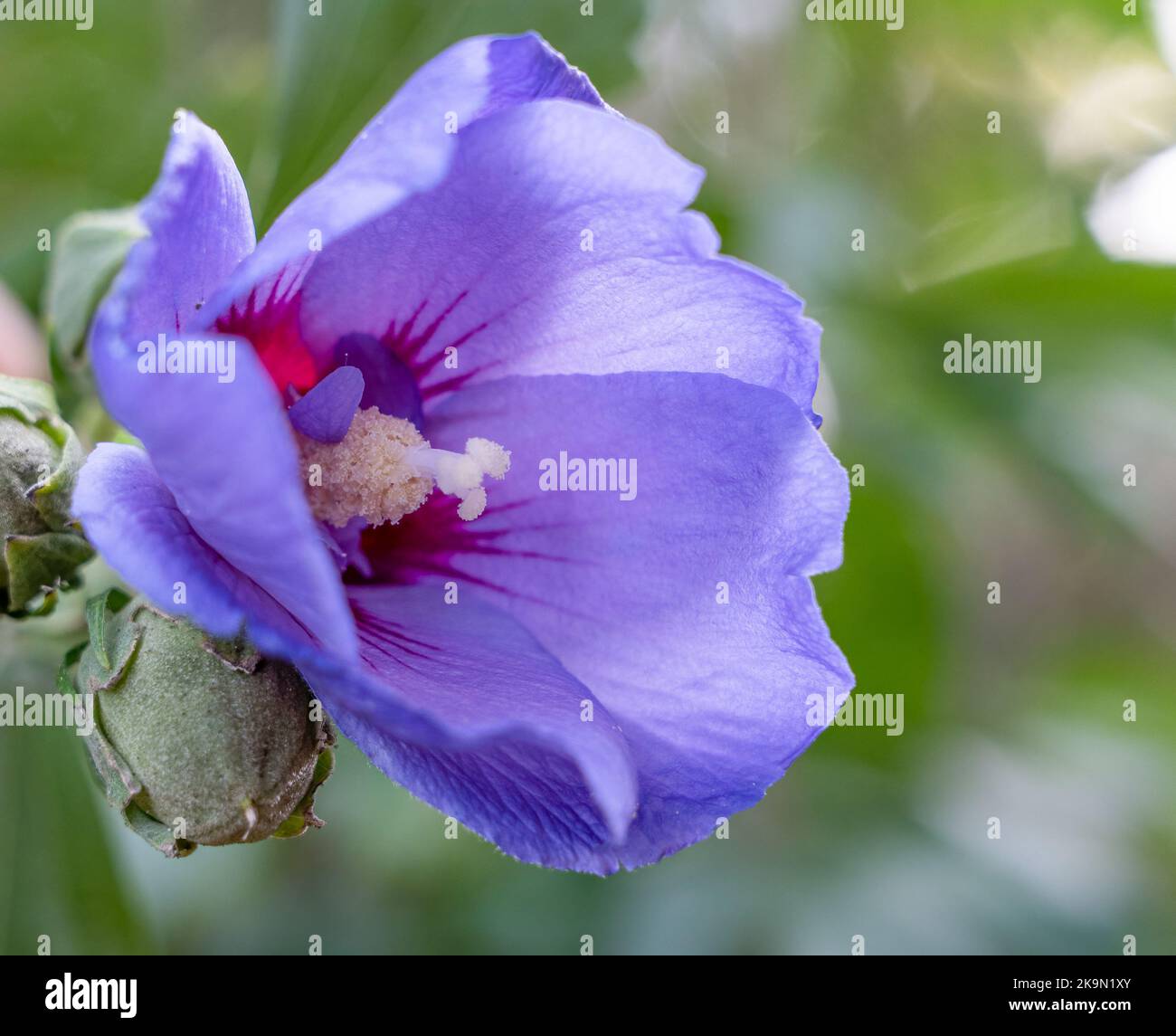 close-up of an hibiscus syriacus Marina violet blue flower (Rose mallow ...