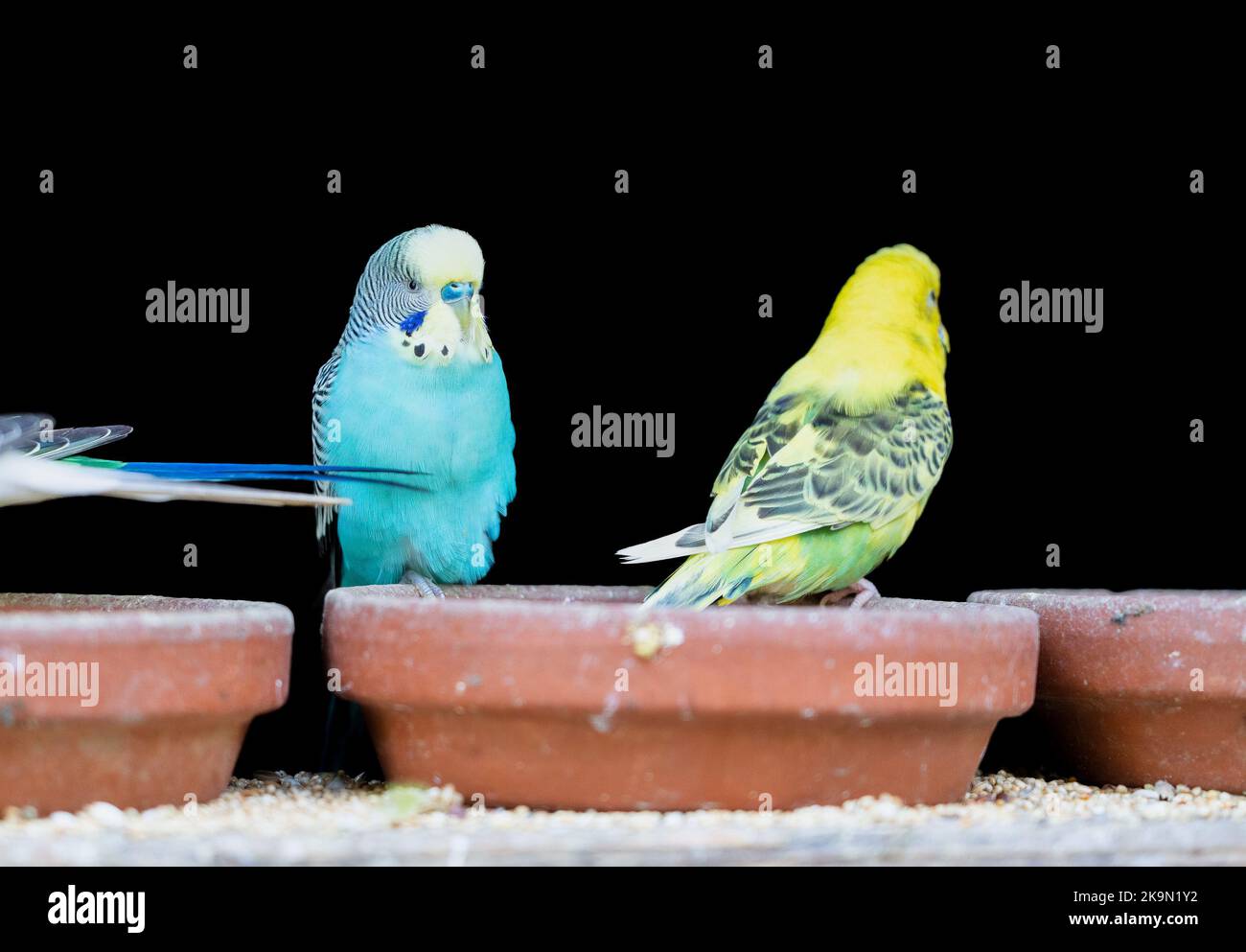 close-up of two colourful (yellow and green and blue) budgerigar ...