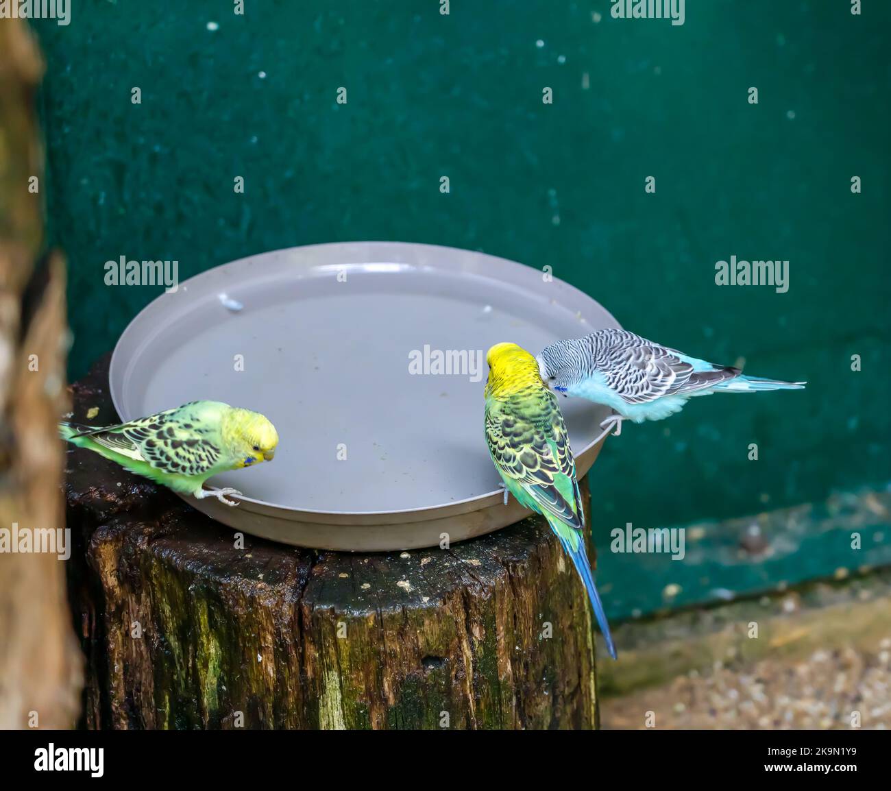 close-up of colourful blue budgerigars (common parakeet, shell parakeet ...