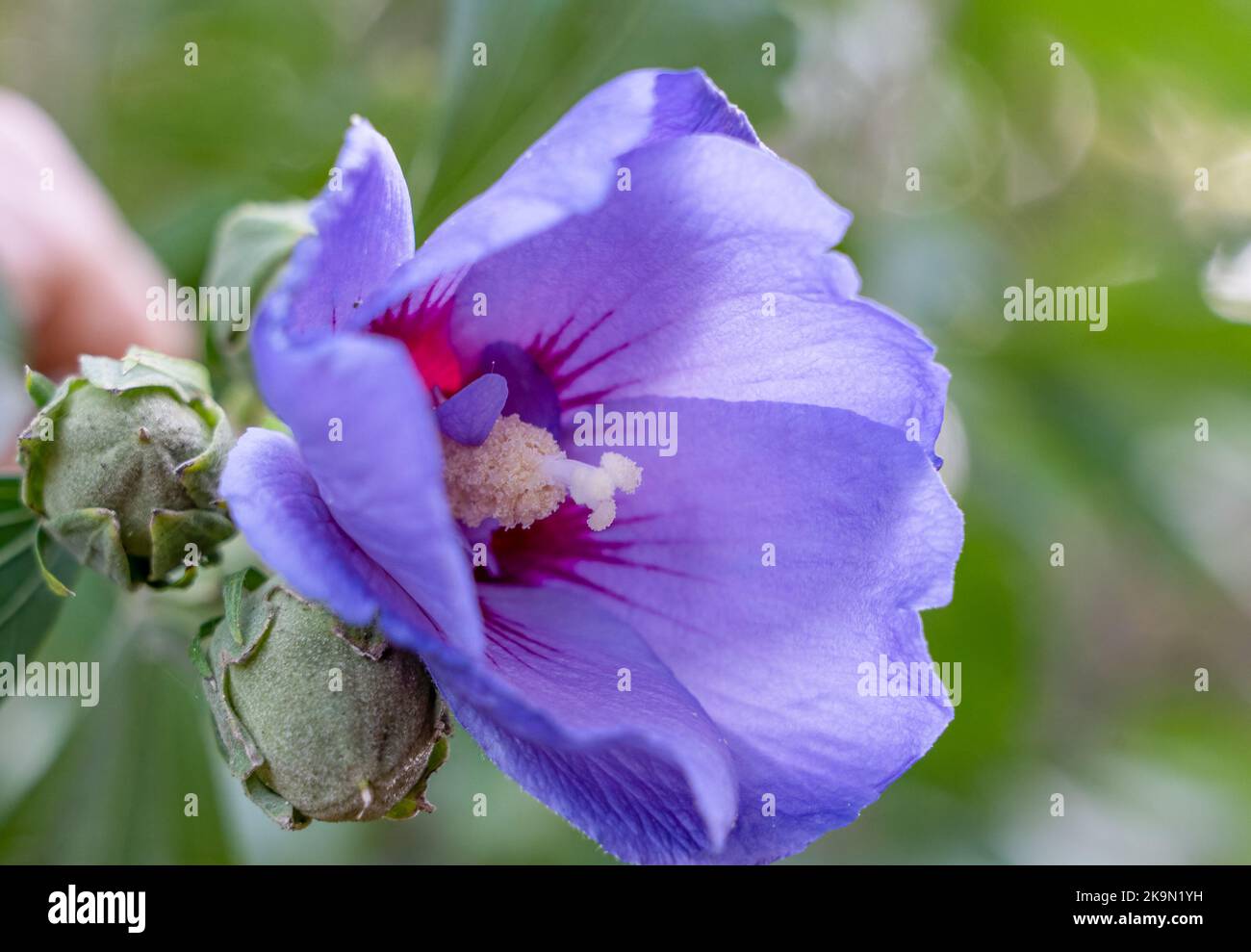 close-up of an hibiscus syriacus Marina violet blue flower (Rose mallow ...