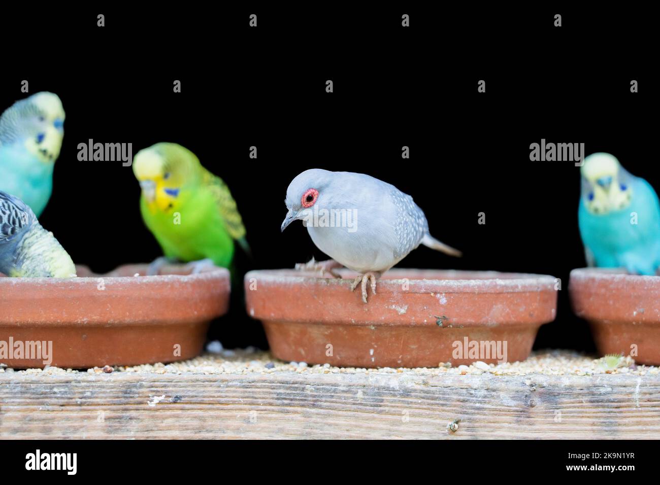 blue, yellow and green budgerigars (common parakeet, shell parakeet ...