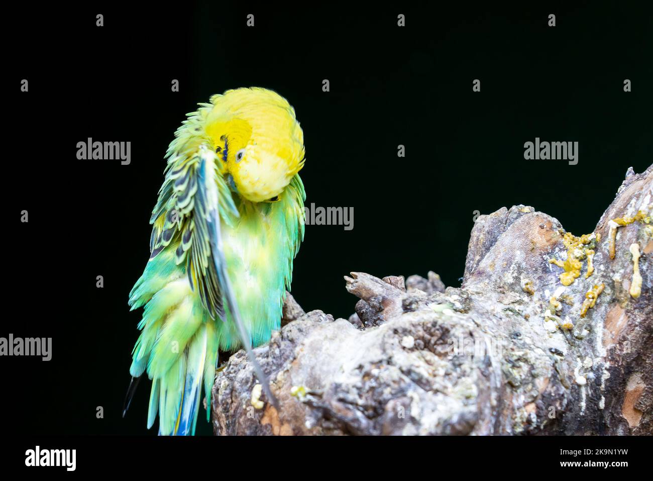 Shell parakeet hi-res stock photography and images - Alamy