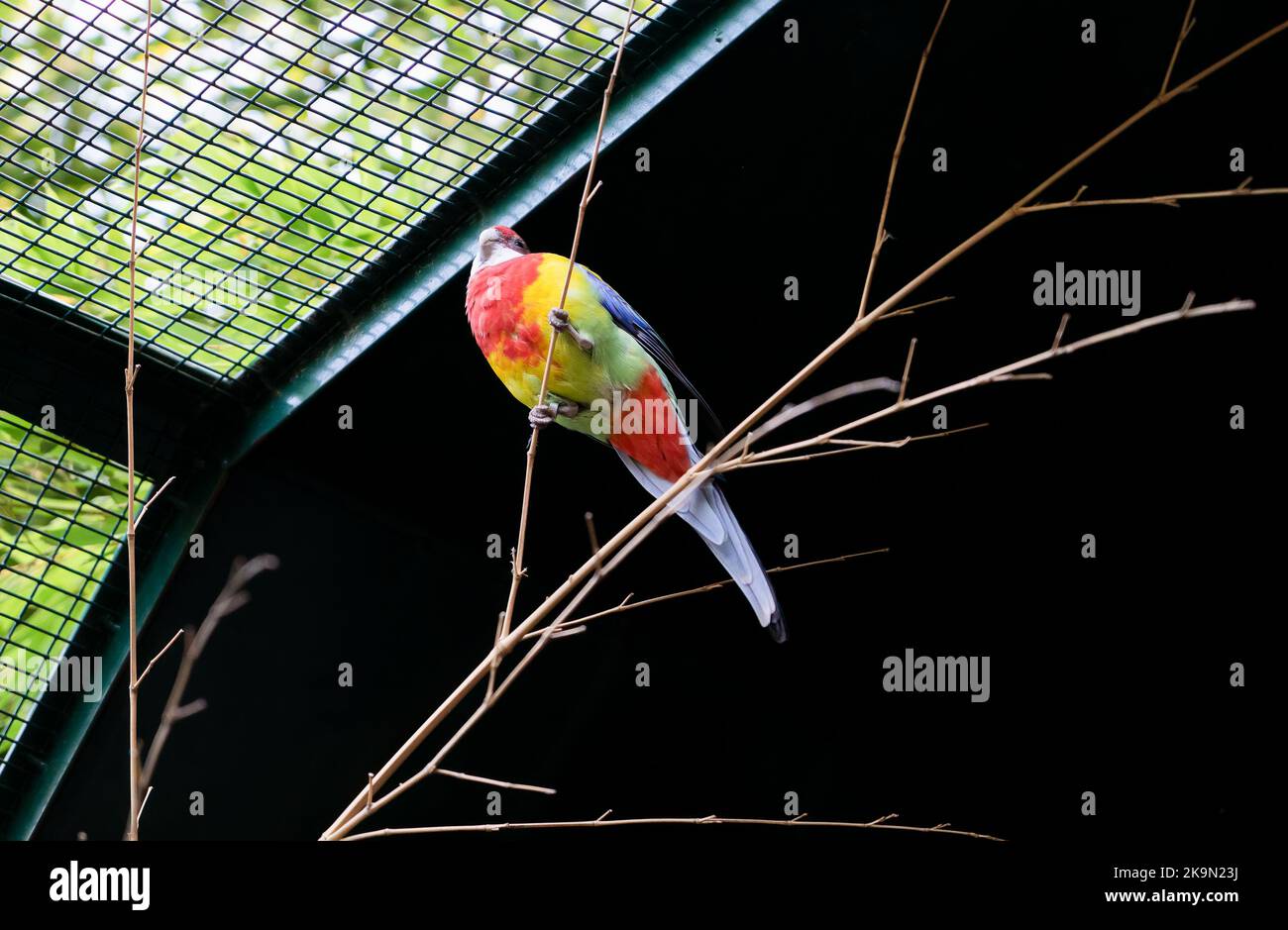 Close up turquoise macaw bird hi-res stock photography and images - Alamy