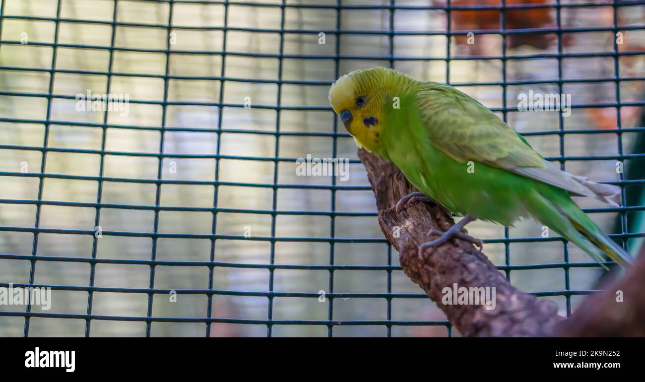 close-up of colourful yellow and green budgerigar (common parakeet ...