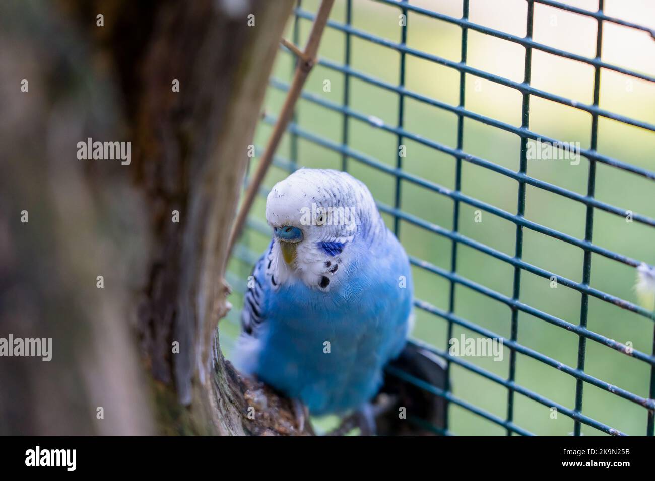 close-up of colourful blue budgerigar (common parakeet, shell parakeet ...