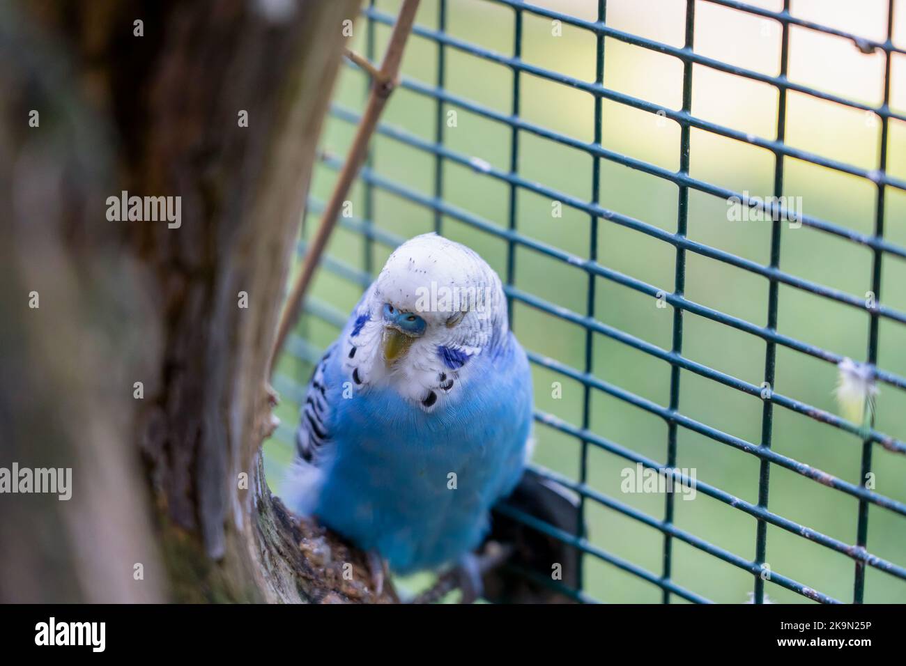 Budgerigar yellow blue feathers hi-res stock photography and images - Alamy