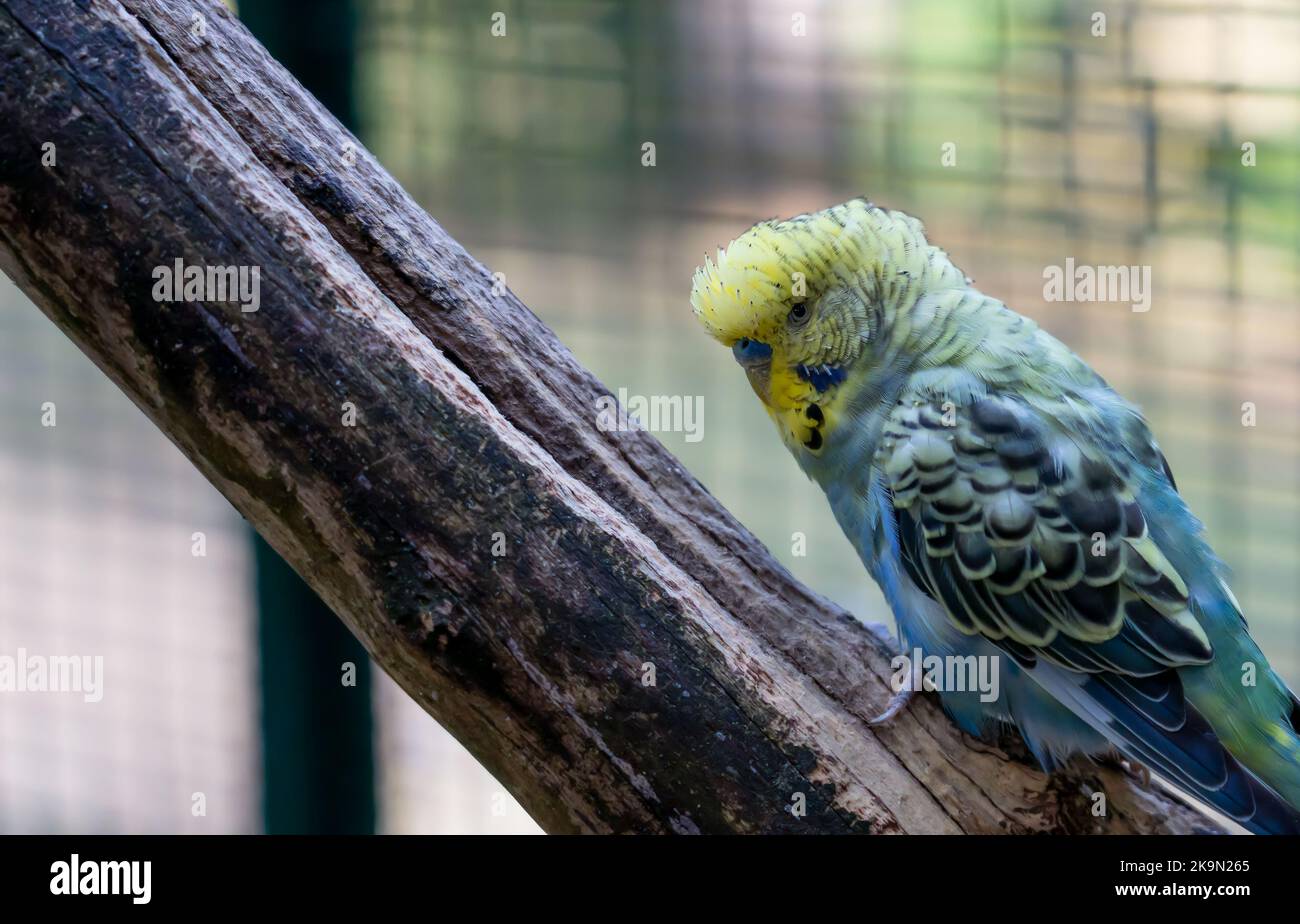 Budgerigar yellow blue feathers hi-res stock photography and images - Alamy