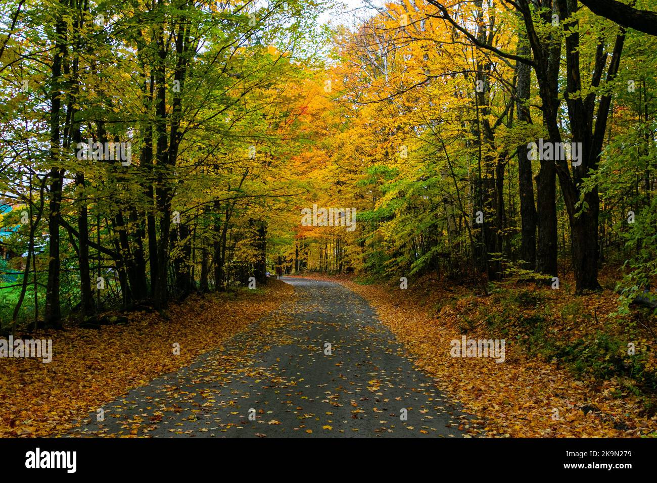 Back road in Peacham, Vermont with changing trees covering the road ...