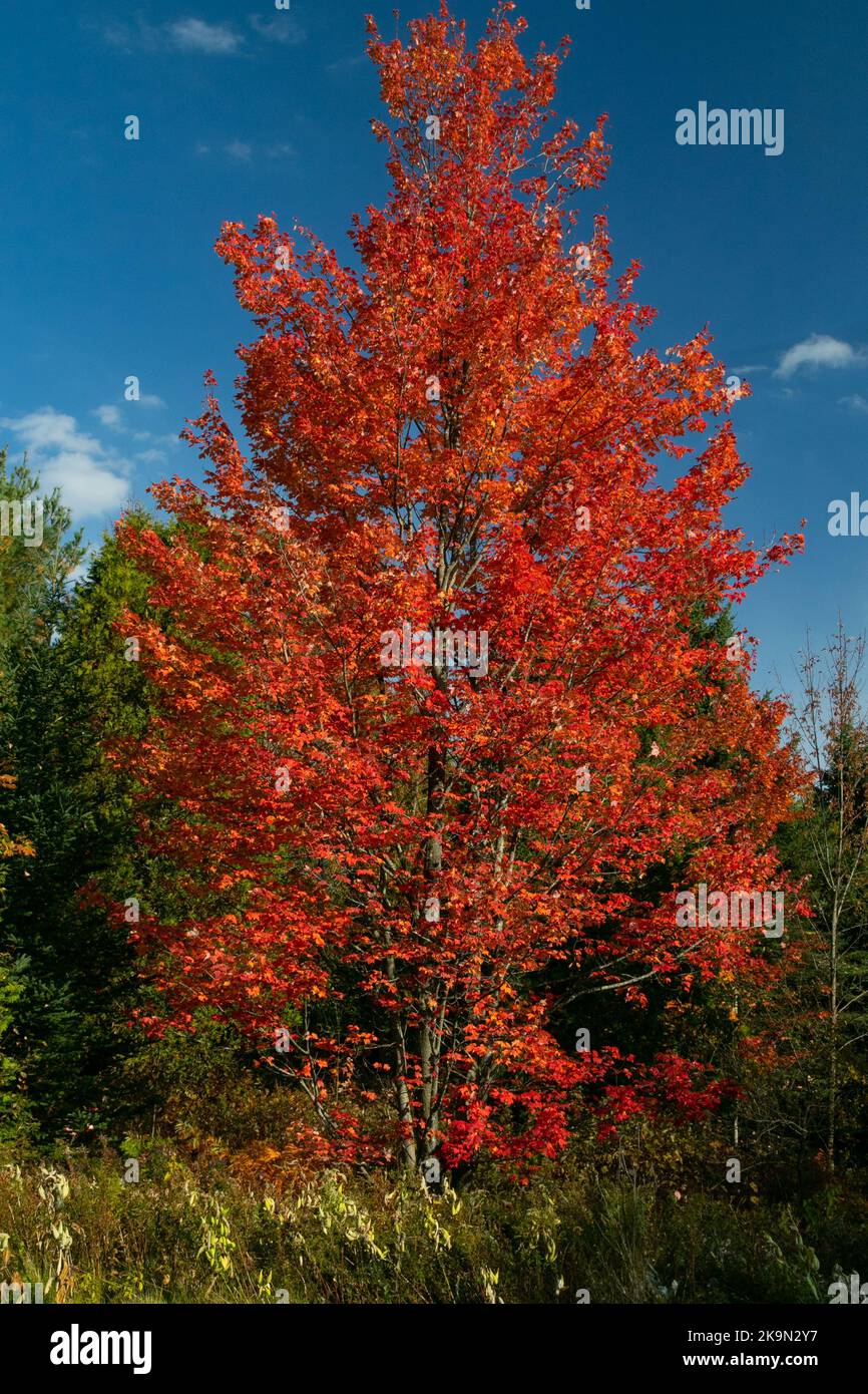 New england maple trees in fall hi-res stock photography and images - Alamy