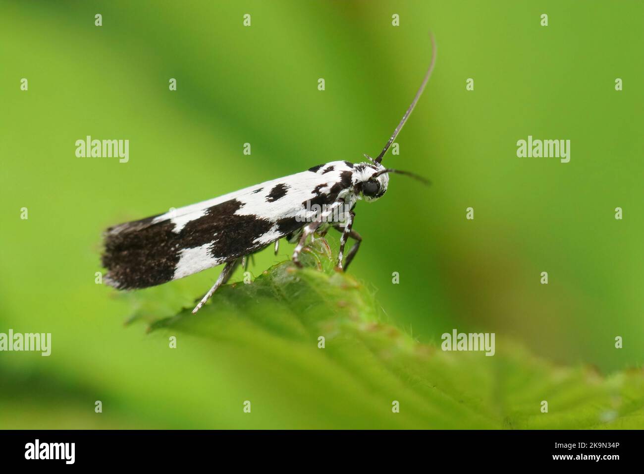 Closeup on the colorful Ethmia quadrillella , Comfrey Ermel moth ...