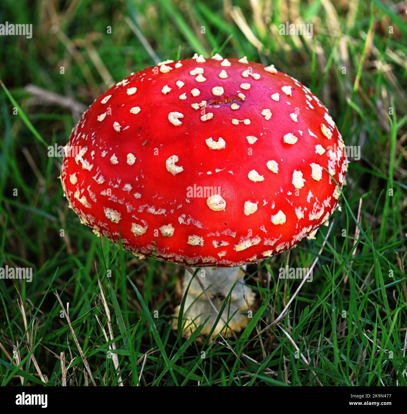 Fly Agaric Fungi (Amanita muscaria) amongst blades of grass Stock Photo ...