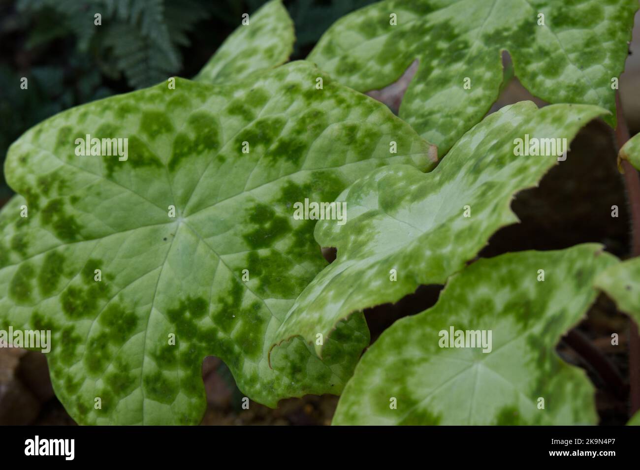 Ornamental leaf plant Podophyllum versipelle Spotty Dotty UK July Stock ...