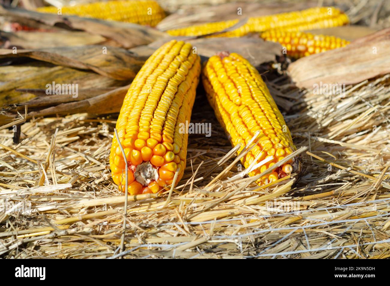 Corn or Maize for processing into yellow fodder. Close up frame Stock ...