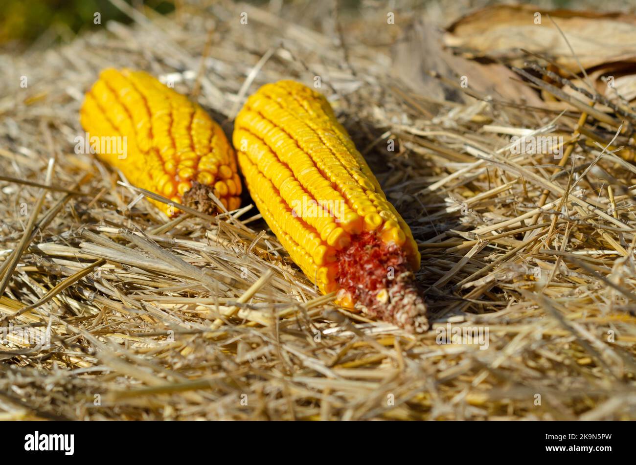 Corn or Maize for processing into yellow fodder. Close up frame Stock ...