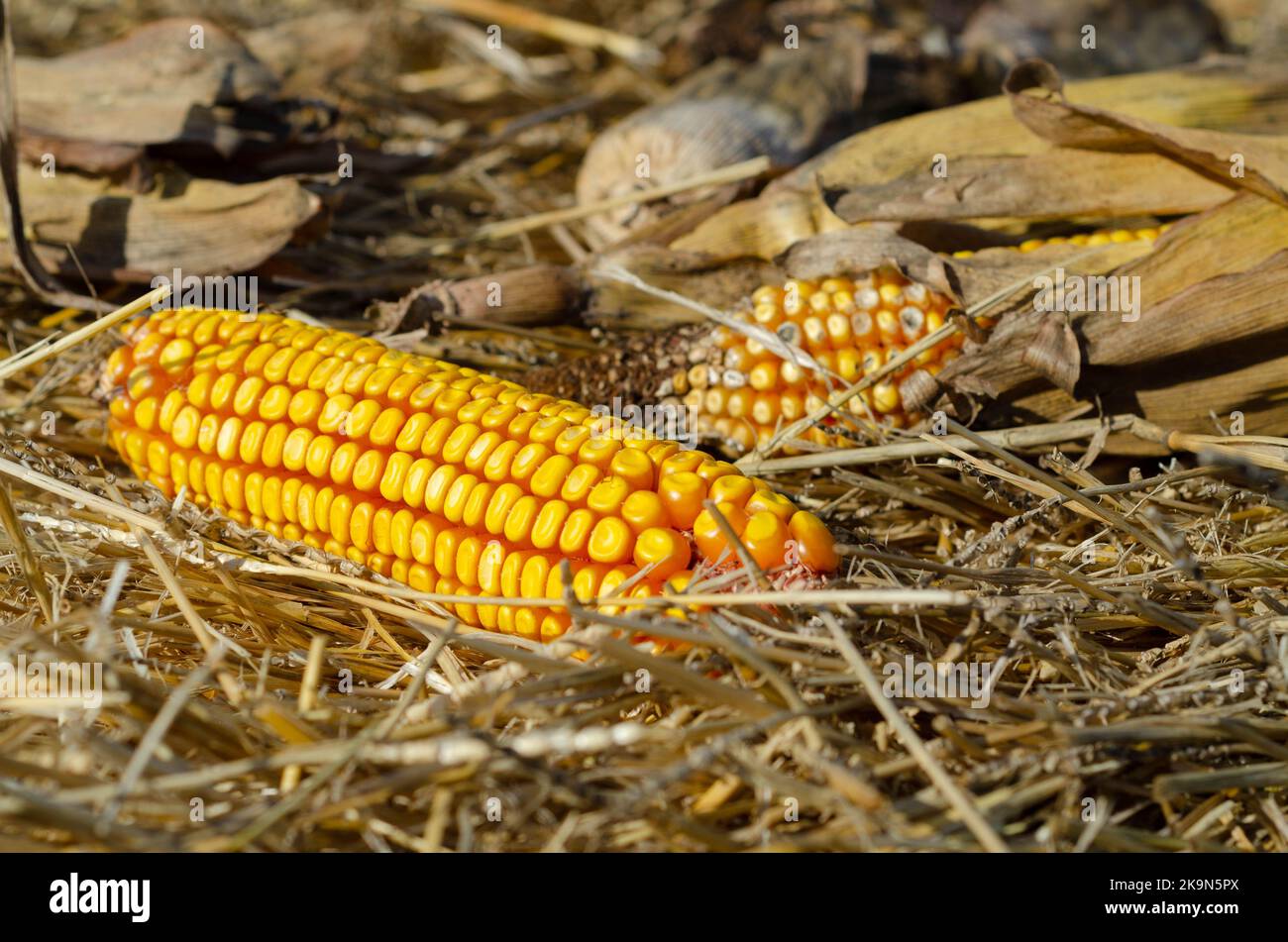 Agriculture farming corn fodder hi-res stock photography and images - Alamy