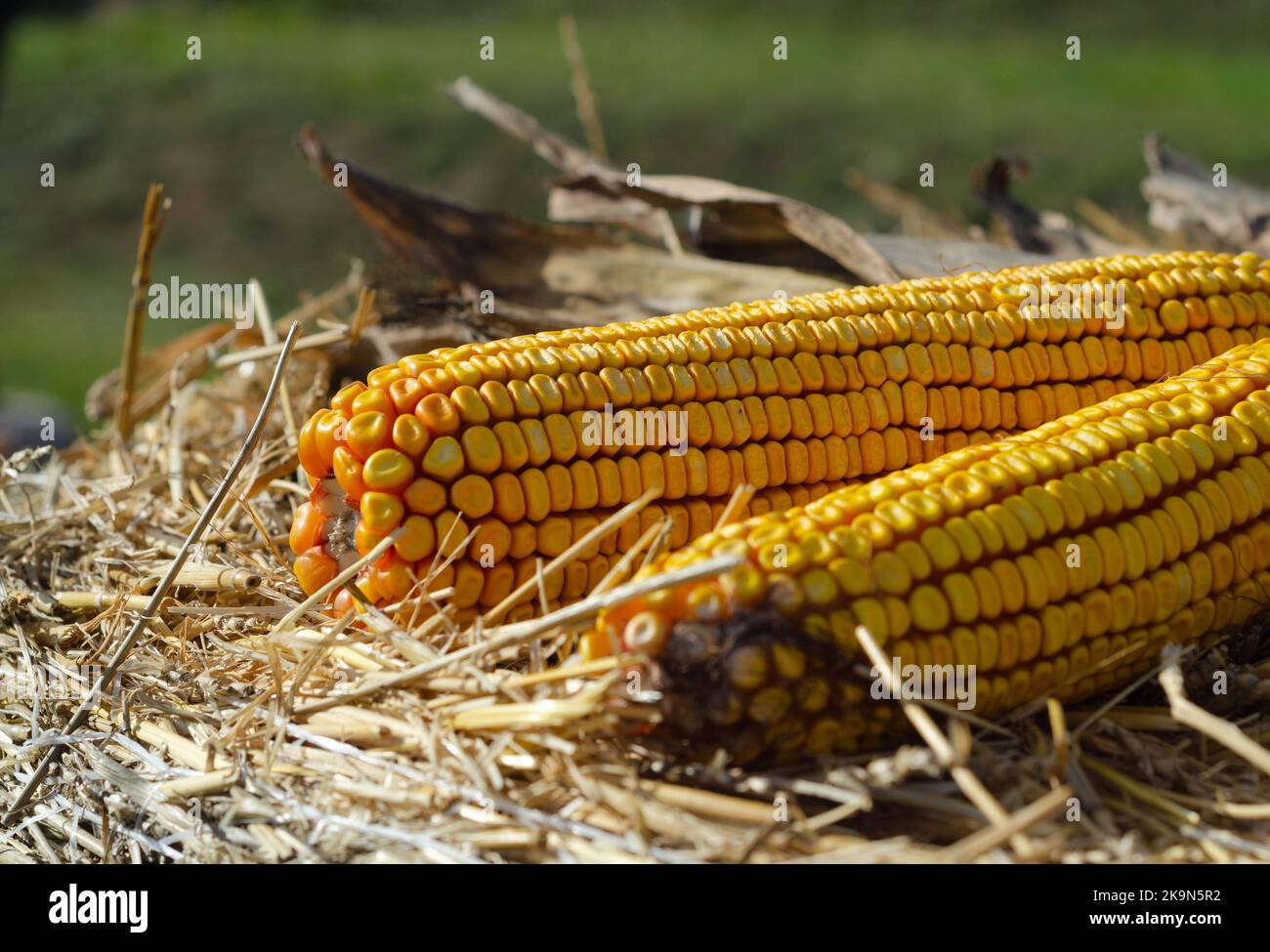 Corn or Maize for processing into yellow fodder. Close up frame Stock ...