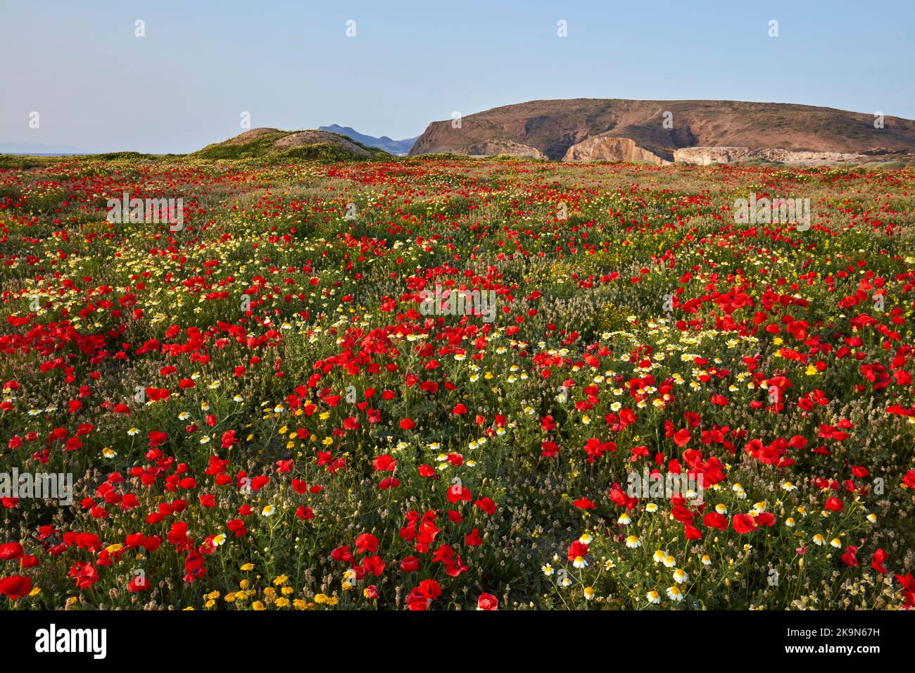 Wildflower meadow on Milos island in spring Stock Photo - Alamy
